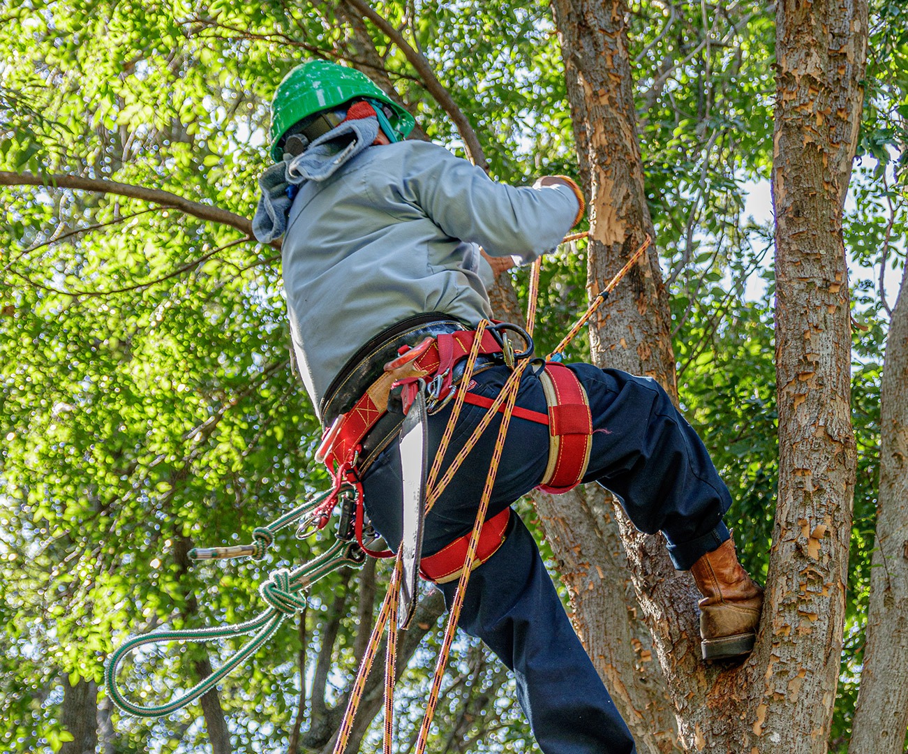 Tree Care Services | Dallas–Fort Worth TX Arborists