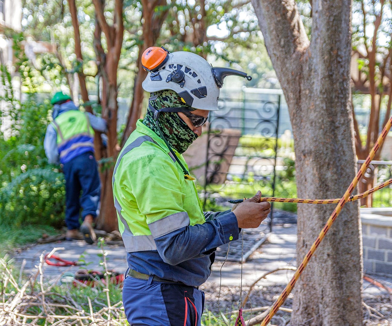 Tree Care Services | Dallas–Fort Worth TX Arborists
